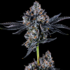 Wizard Trees kaufen - Premium US Seeds - Planet Seed