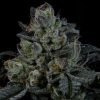 Wizard Trees kaufen - Premium US Seeds - Planet Seed