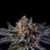 Wizard Trees kaufen - Premium US Seeds - Planet Seed